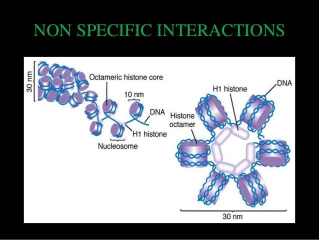Protein – DNA interactions, an overview