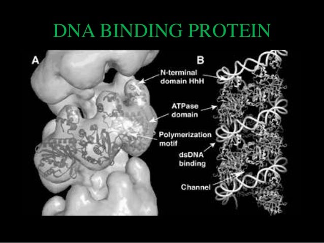 Protein – DNA interactions, an overview