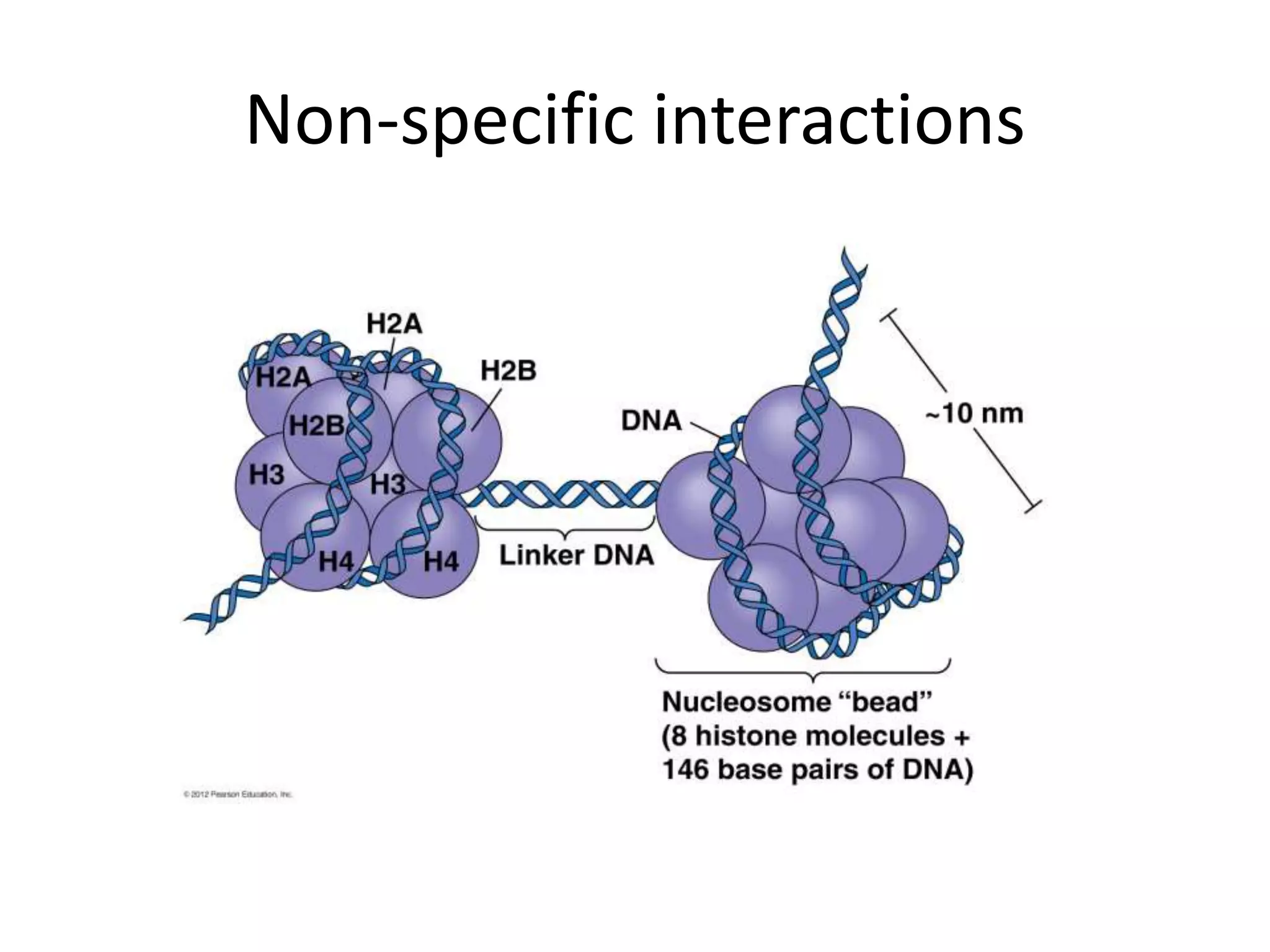 Protein dna interactions | PPTX
