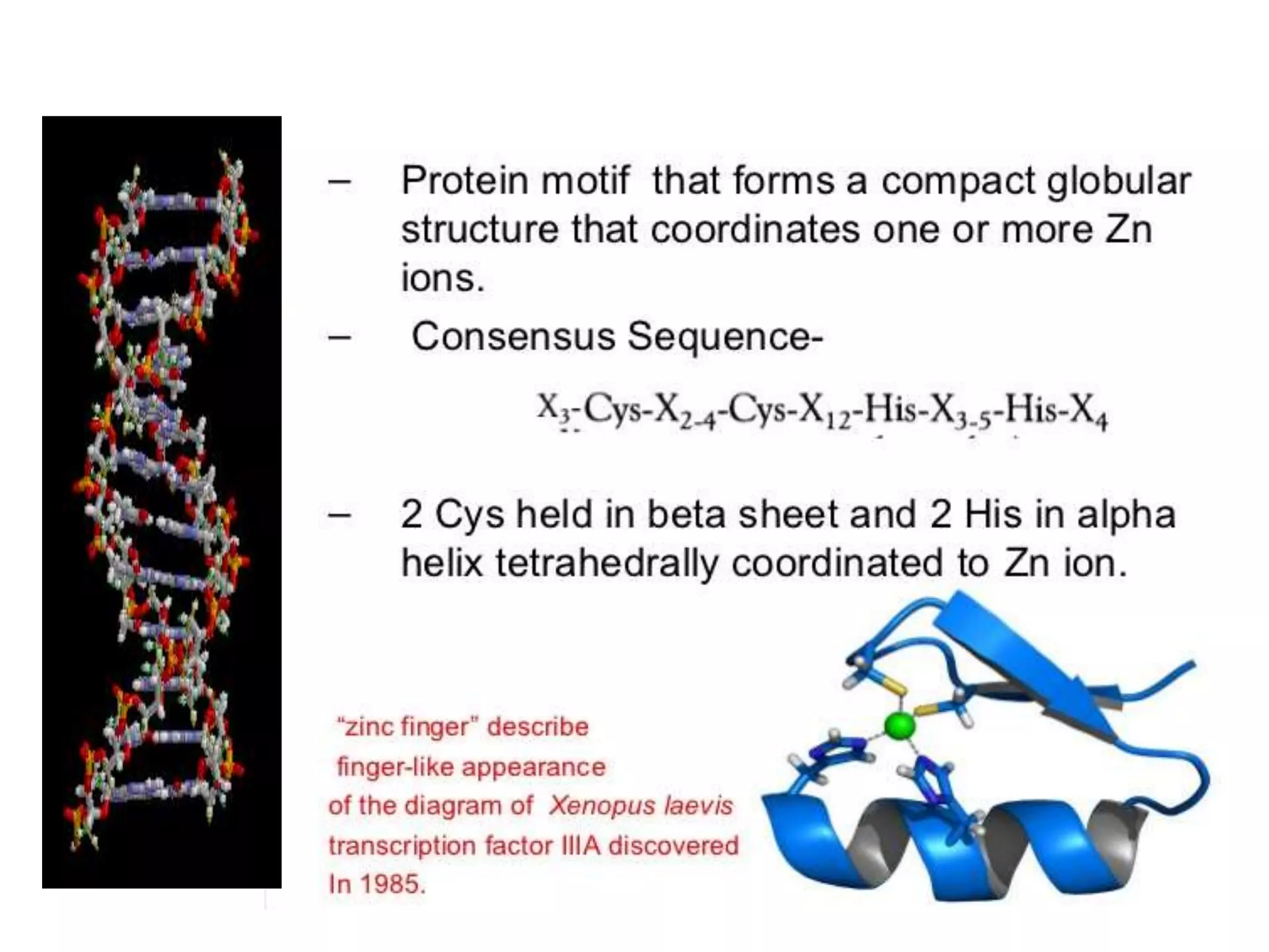 Protein dna interactions | PPTX