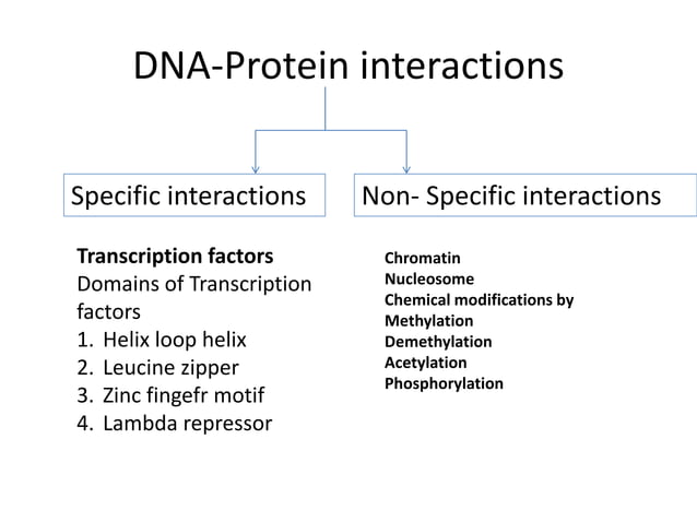Protein dna interactions | PPTX | Chemistry | Science