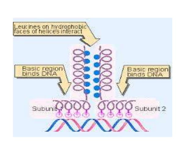 Protein dna interactions | PPTX | Chemistry | Science