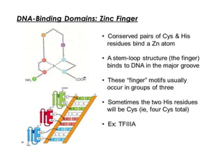 Protein dna interactions | PPTX