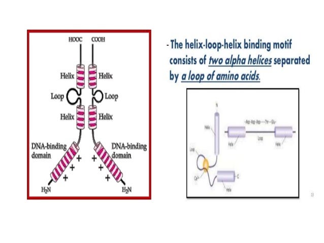 Protein dna interactions
