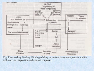 Protein drug binding.ppt
