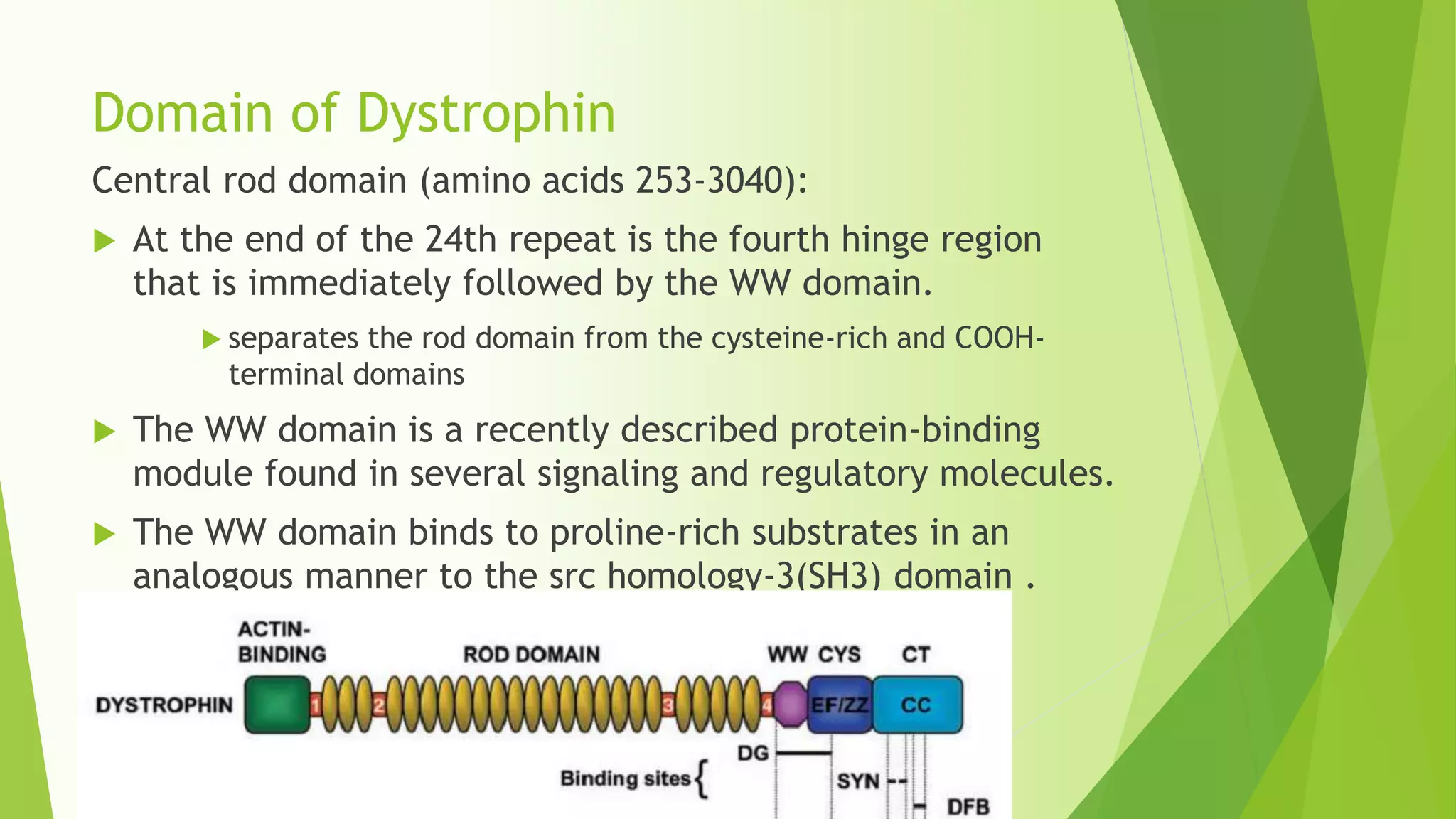 Protein and protein Dystrophin | PPTX
