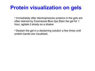 protein_electrophoresis.ppt77777777777777777777 | PPT