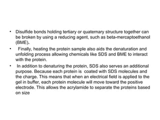 protein_electrophoresis.ppt77777777777777777777 | PPT