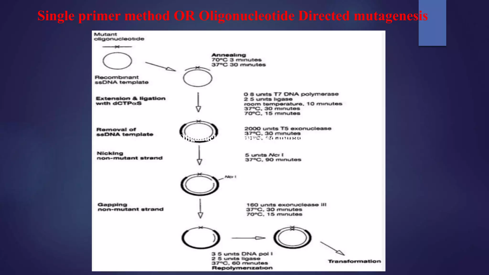 Protein Engineering - Ashvini.pptx