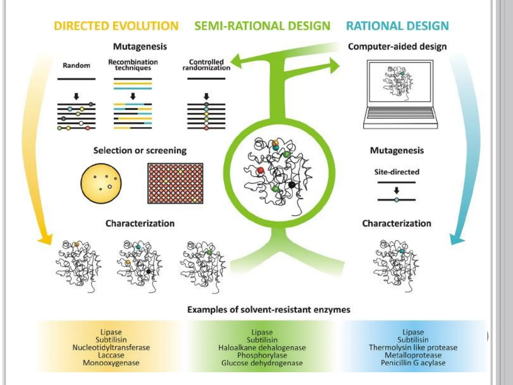 Protein Engineering by Rational Design (Tools & Techniques).pdf