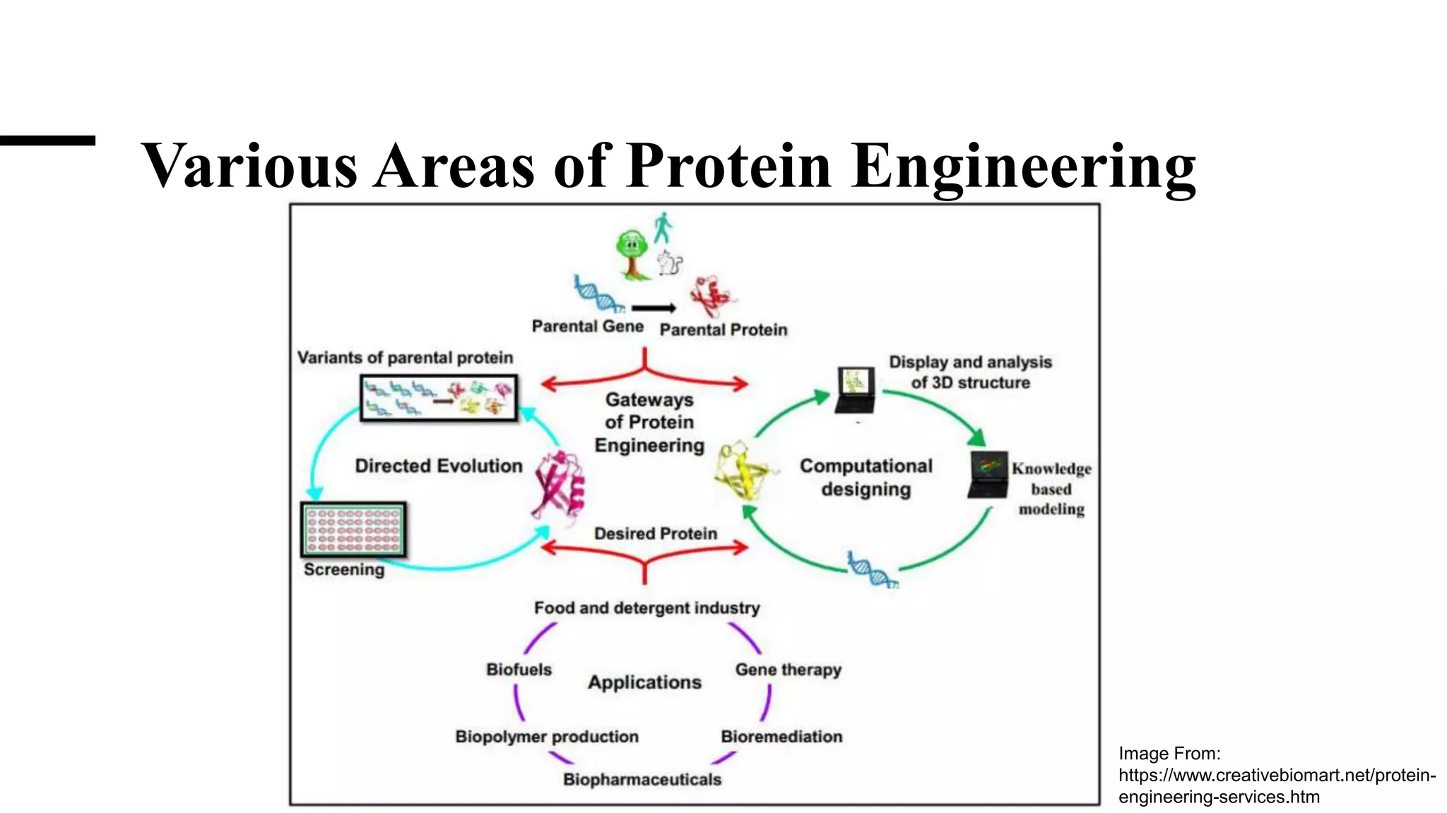 Protein Engineering Human Interferon.pptx