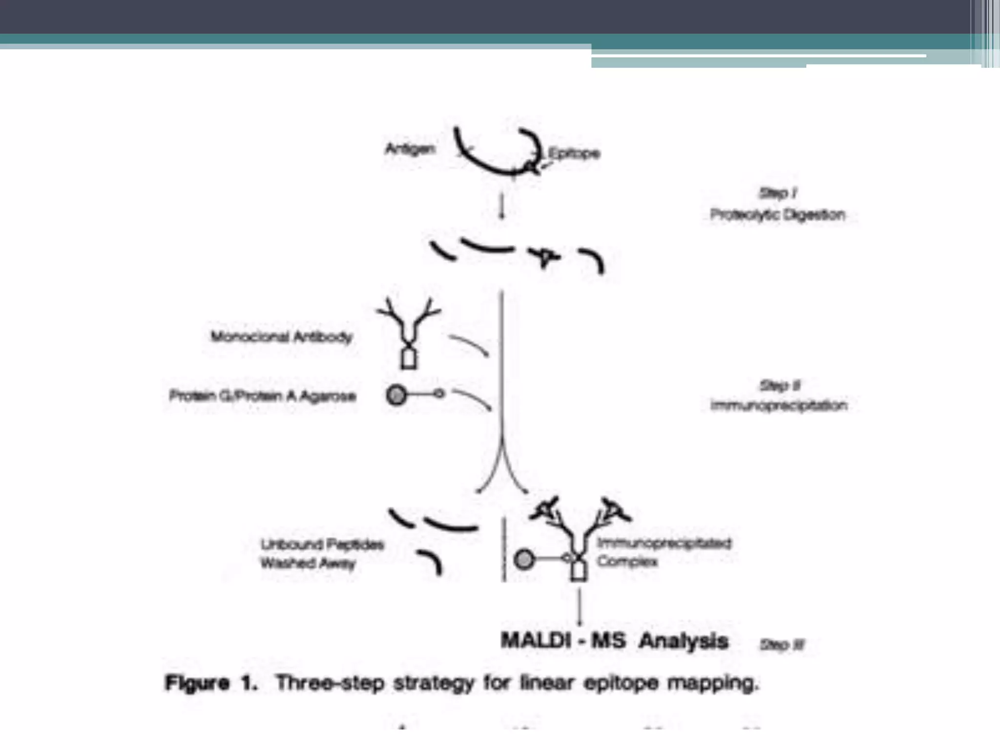 Protein epitope mapping by mass spectrometry | PPT