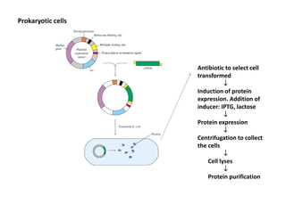 Protein expression and purification slides.pdf