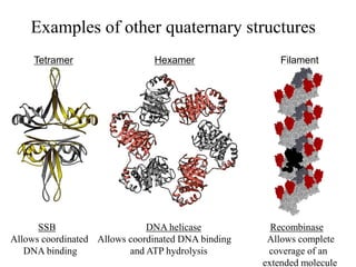protein | PDF