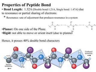 protein | PDF