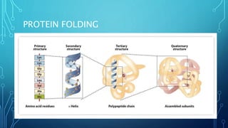Protein folding | PPTX