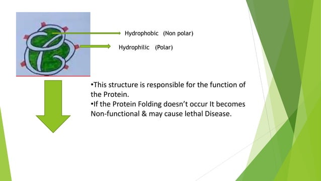 Protein folding | PPT