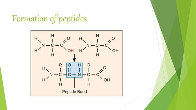 Protein folding | PPT