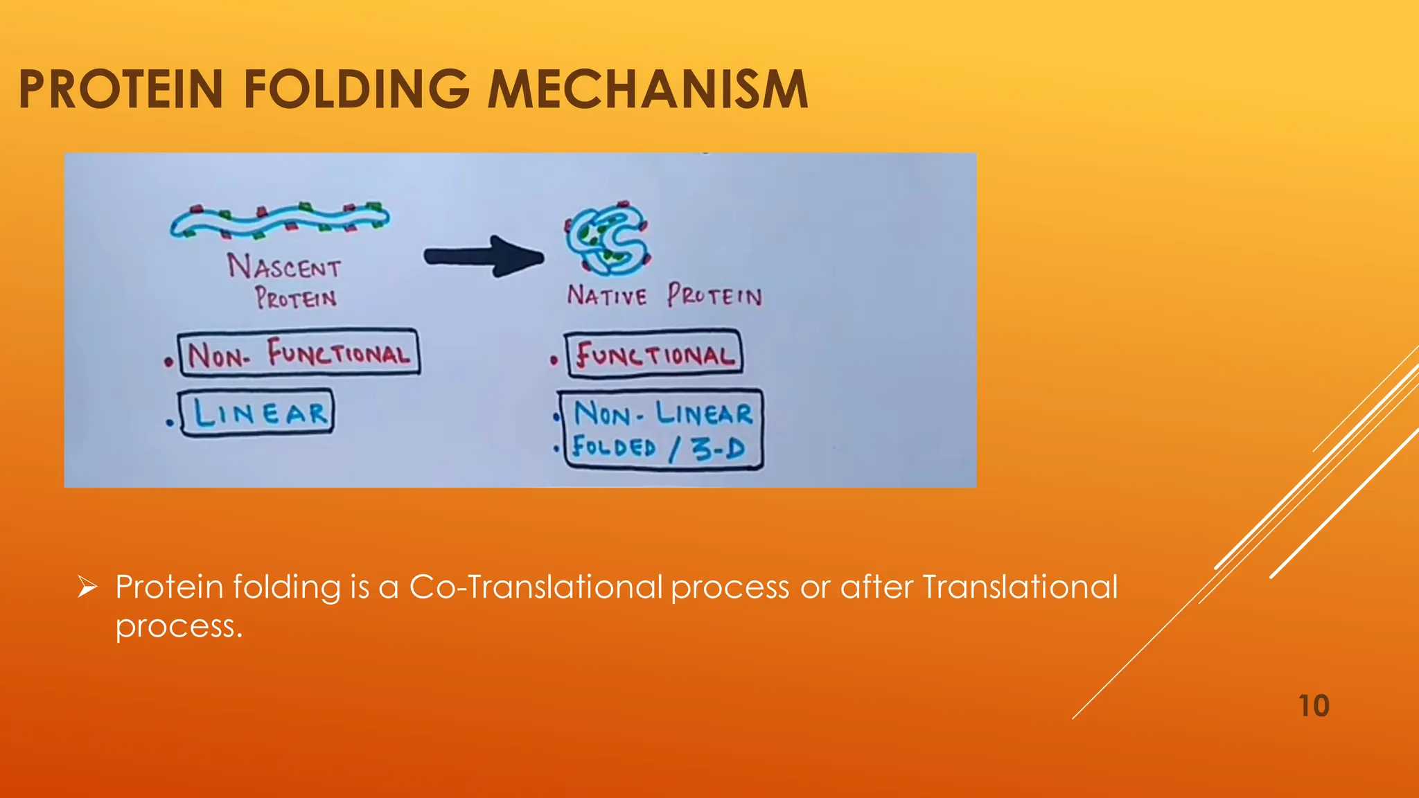 Protein Folding-Self Assembly & Role of Chaperones in Protein Assembly ...
