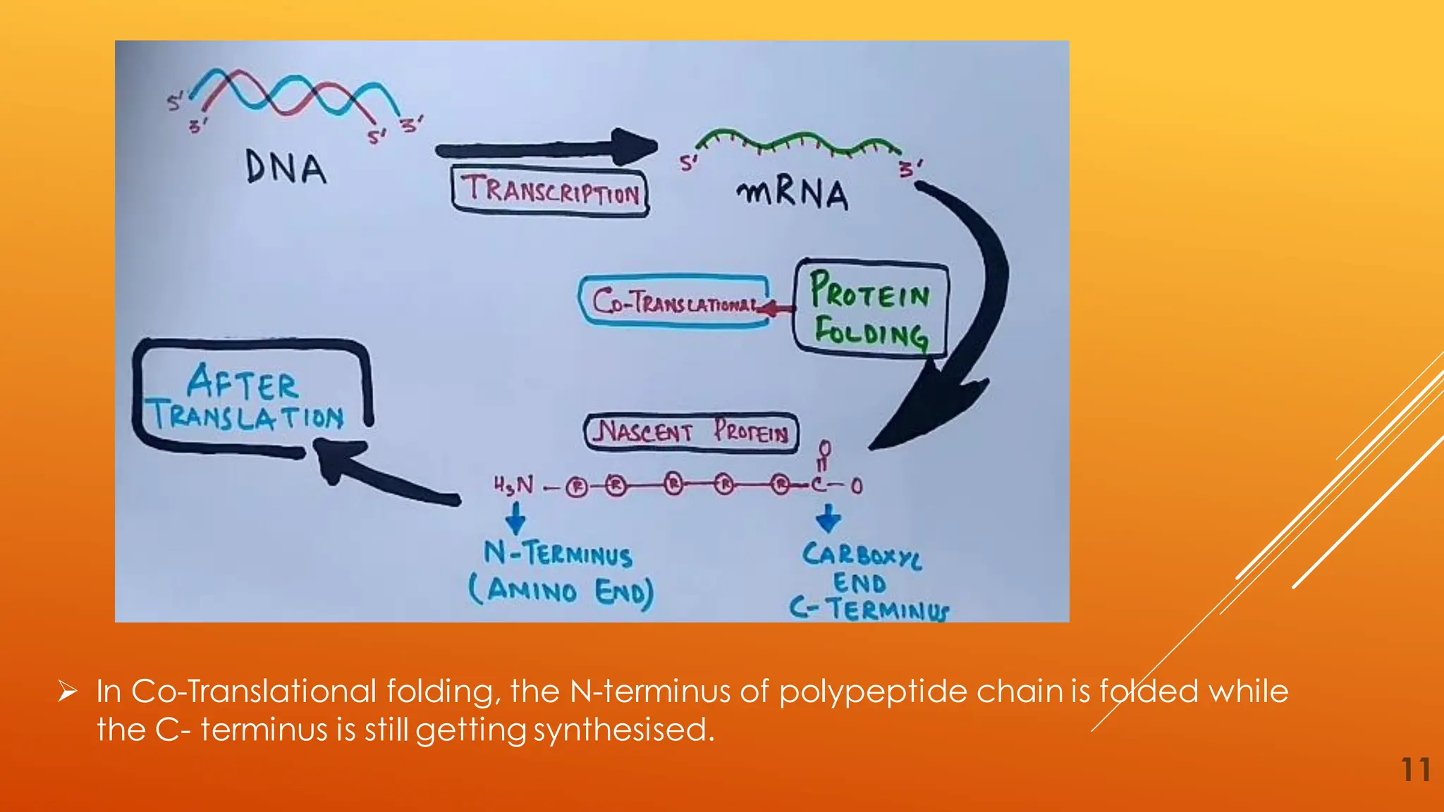 Protein Folding-Self Assembly & Role of Chaperones in Protein Assembly ...