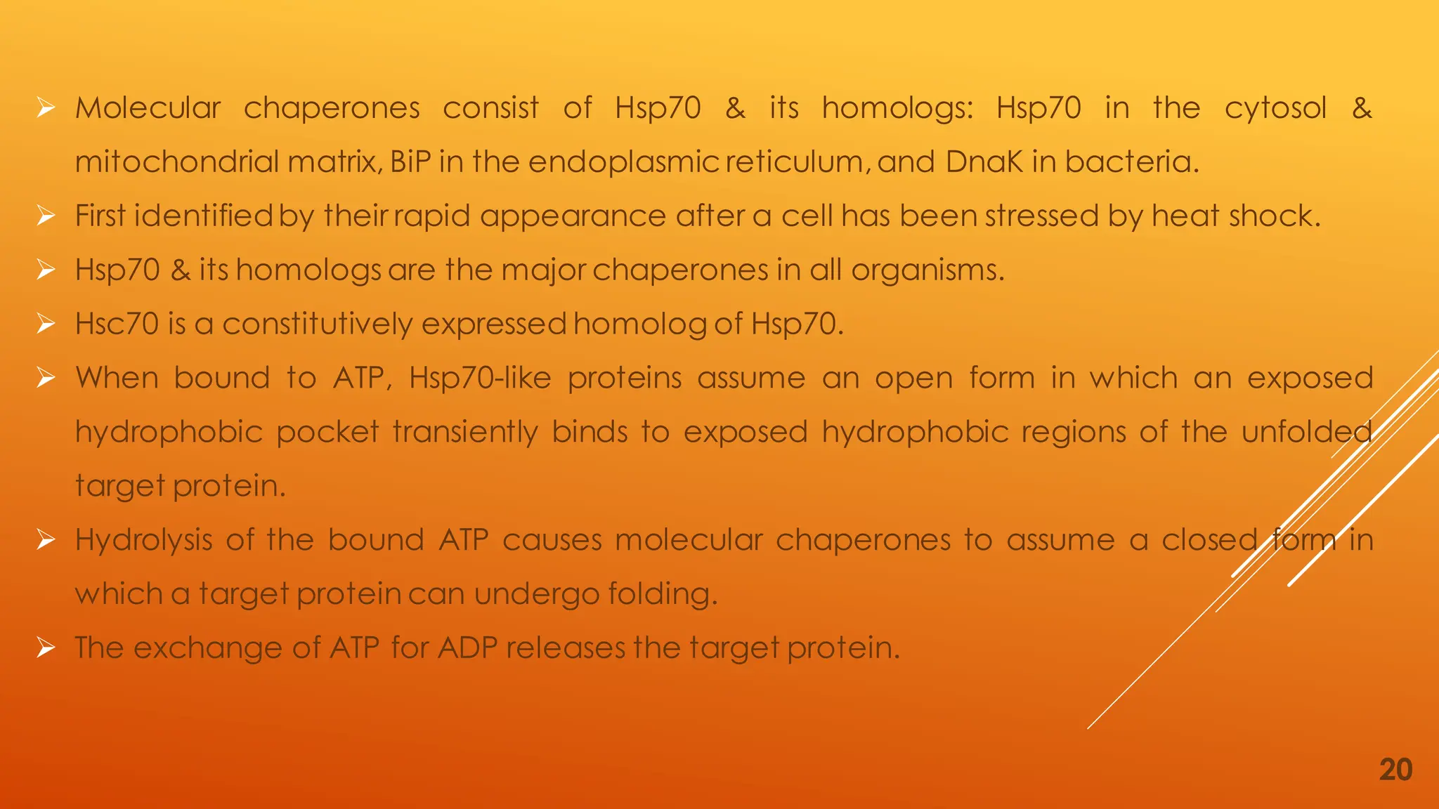 Protein Folding-Self Assembly & Role of Chaperones in Protein Assembly ...