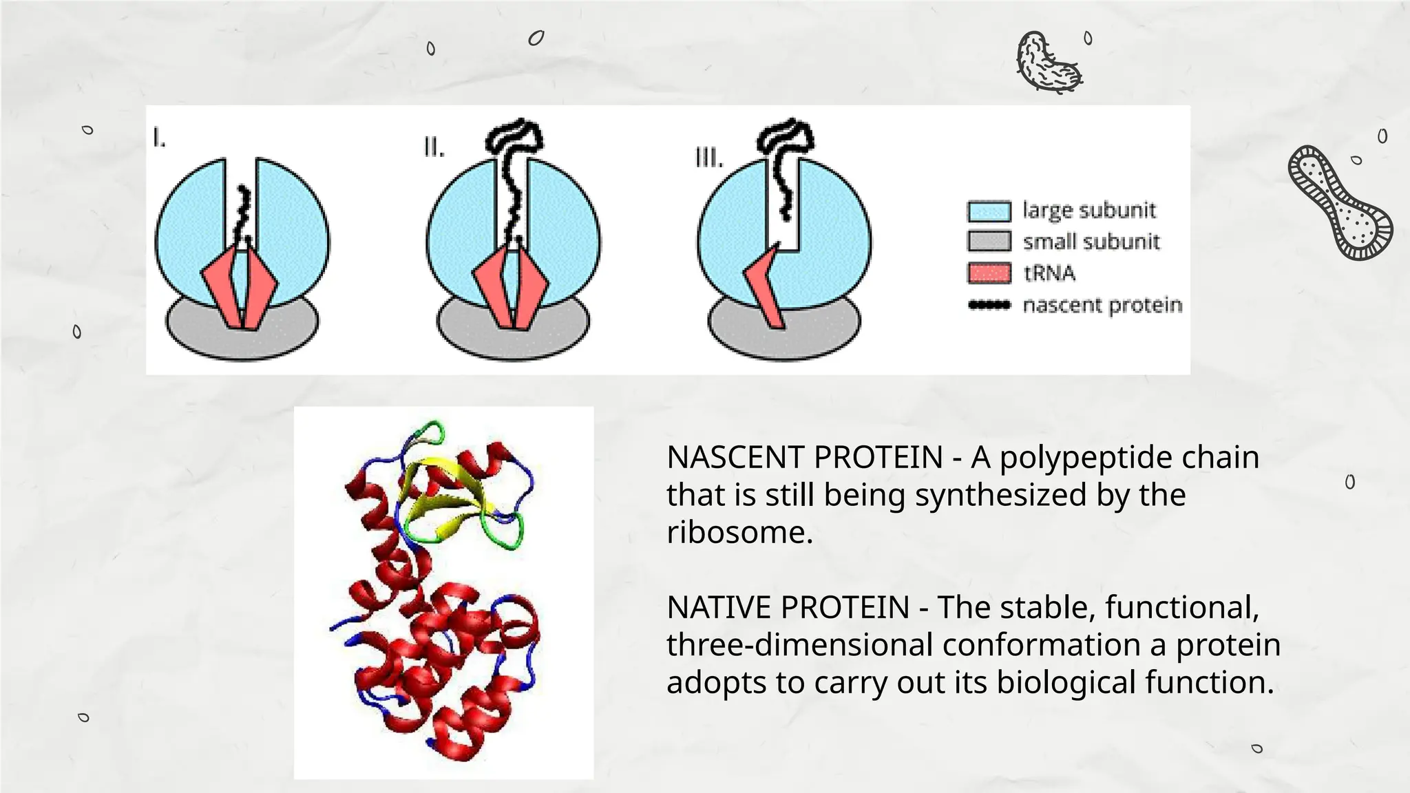 protein folding in ER.pptx ENZYMES AND CHAPERONS INVOLVED | PPTX