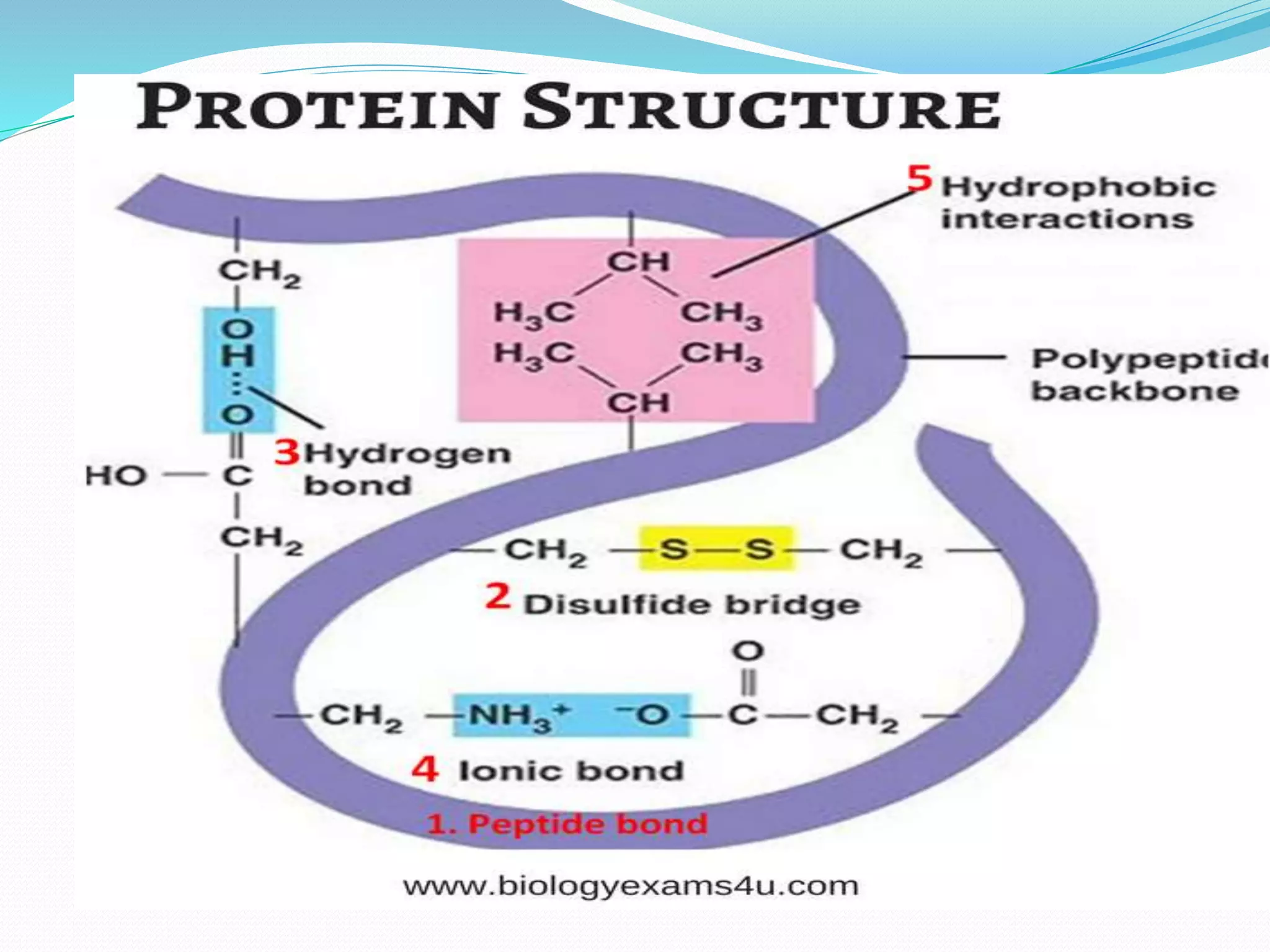 Protein Folding Mechanism | PPTX