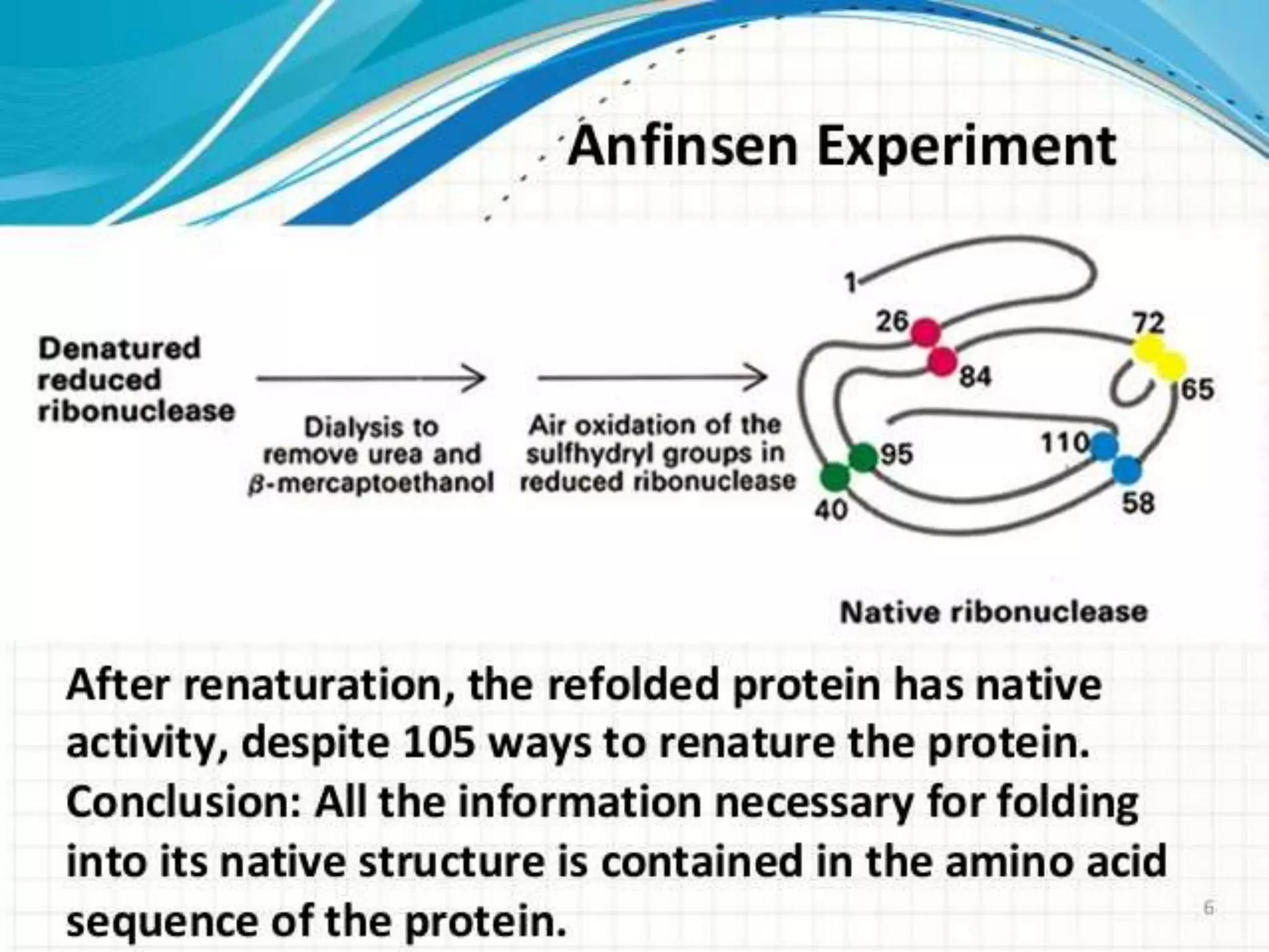 Protein Folding Mechanism | PPTX