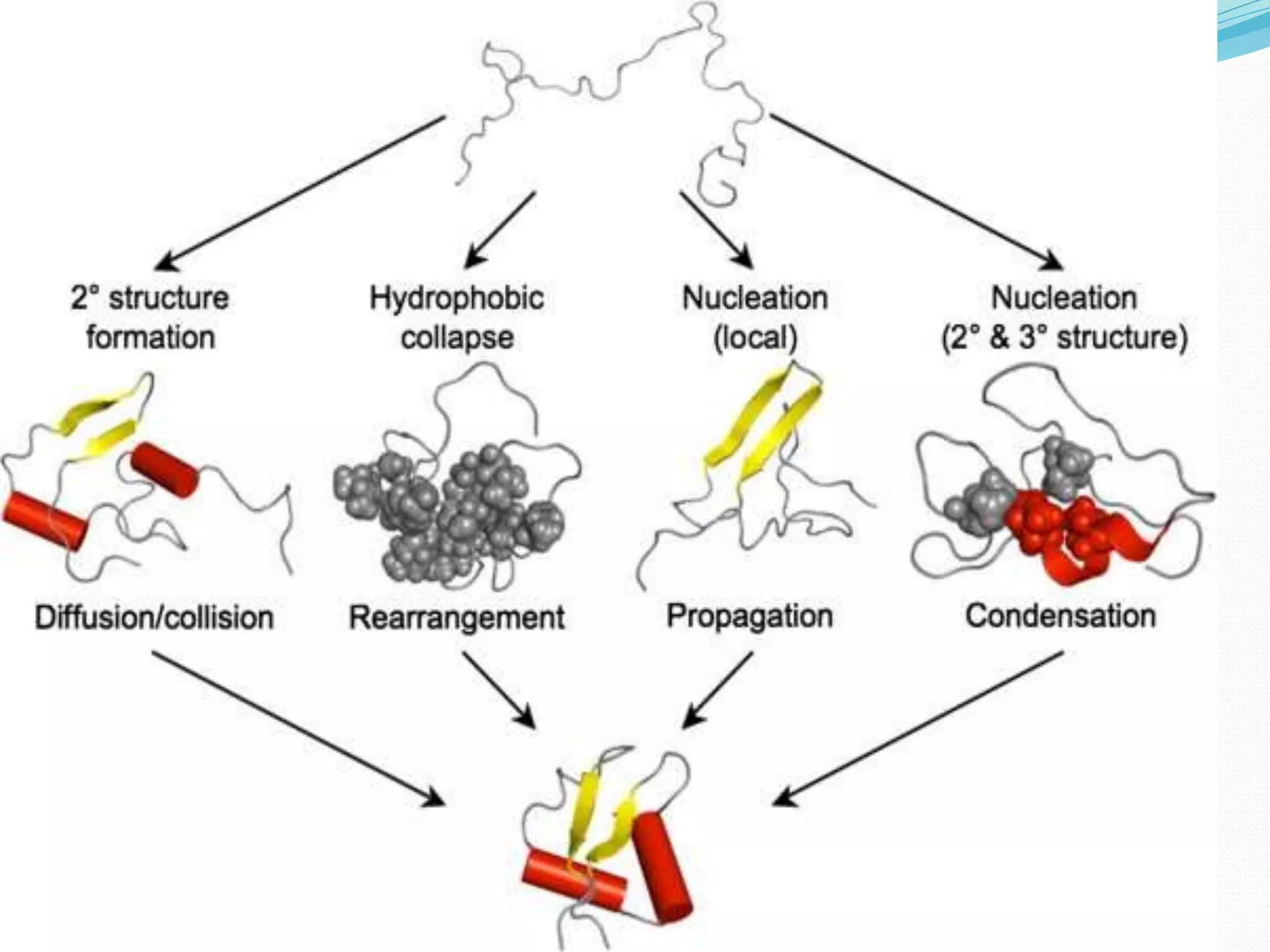 Protein Folding Mechanism | PPTX