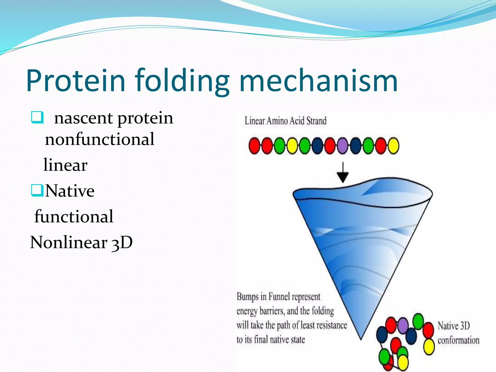 Protein Folding Mechanism | PPTX