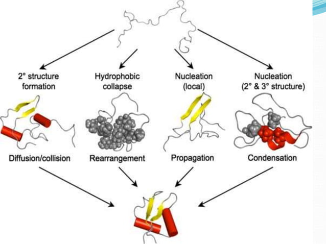Protein Folding Mechanism | PPTX | Chemistry | Science