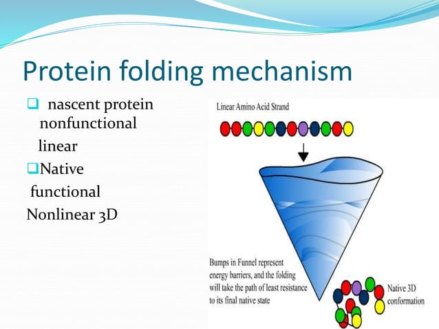 Protein Folding Mechanism | PPTX | Chemistry | Science