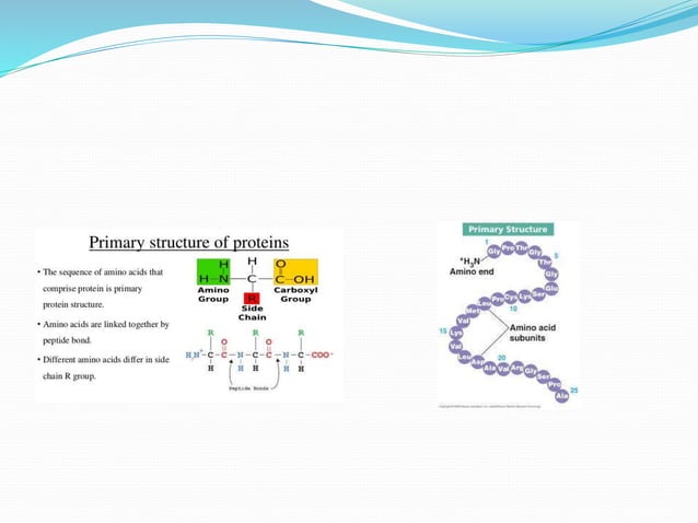 Protein Folding Mechanism | PPTX | Chemistry | Science