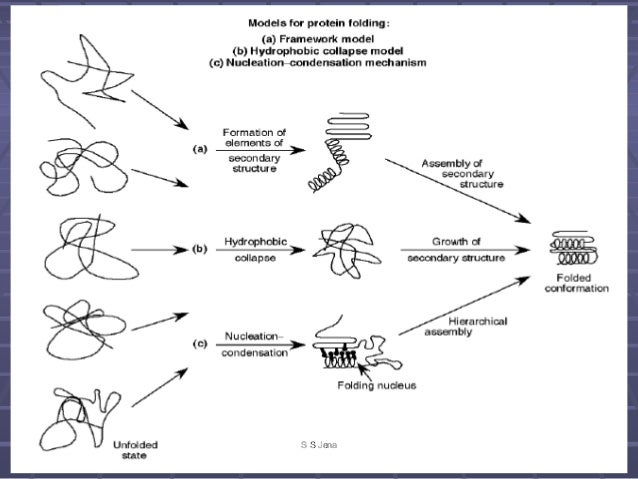 Protein Folding Sid