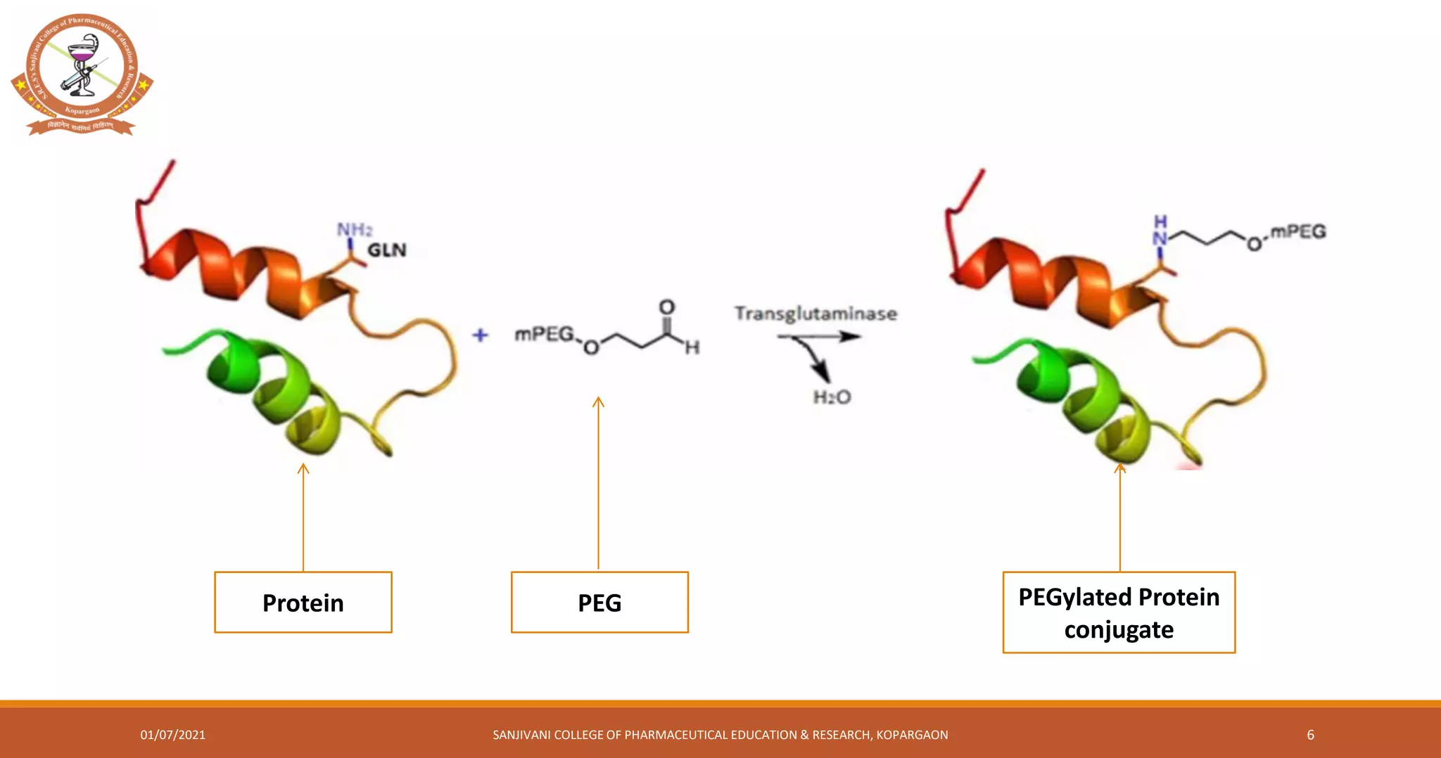 Protein formulation by PEGylation | PDF