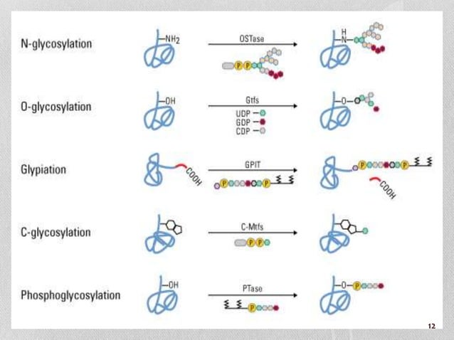 Protein glycosylation and its associated disorders