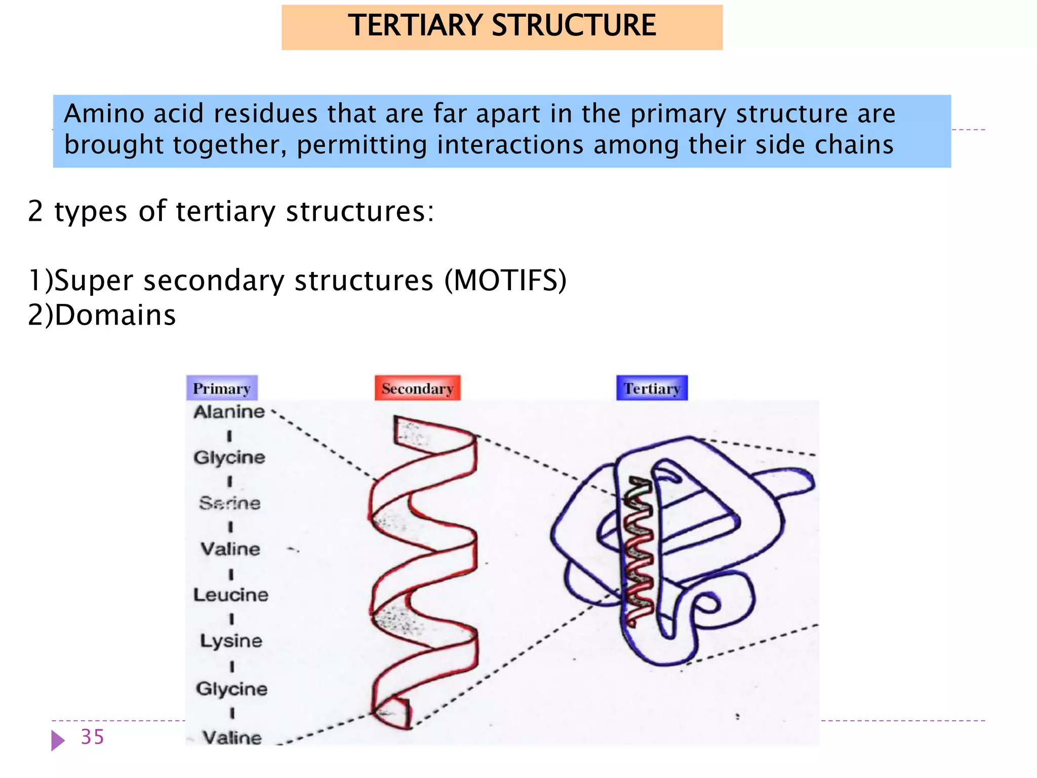 Protein structure | PPT