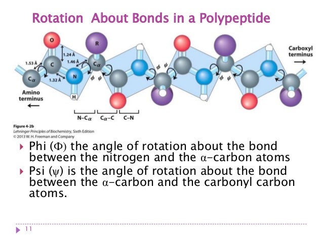 Protein structure