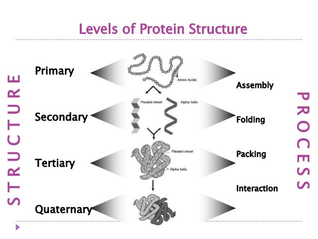 Protein structure