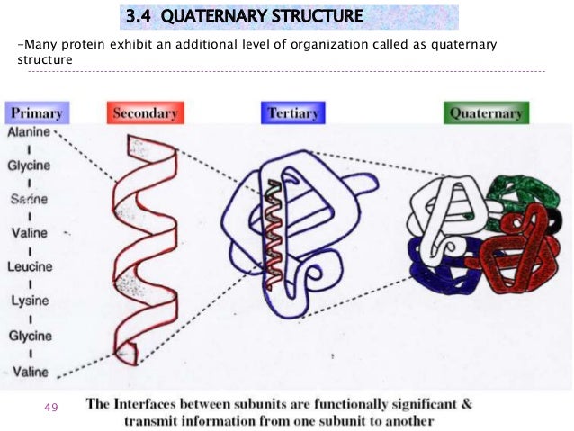Tertiary Structure Of Insulin
