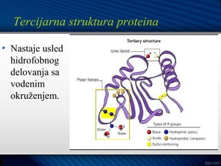 Proteini | PPT