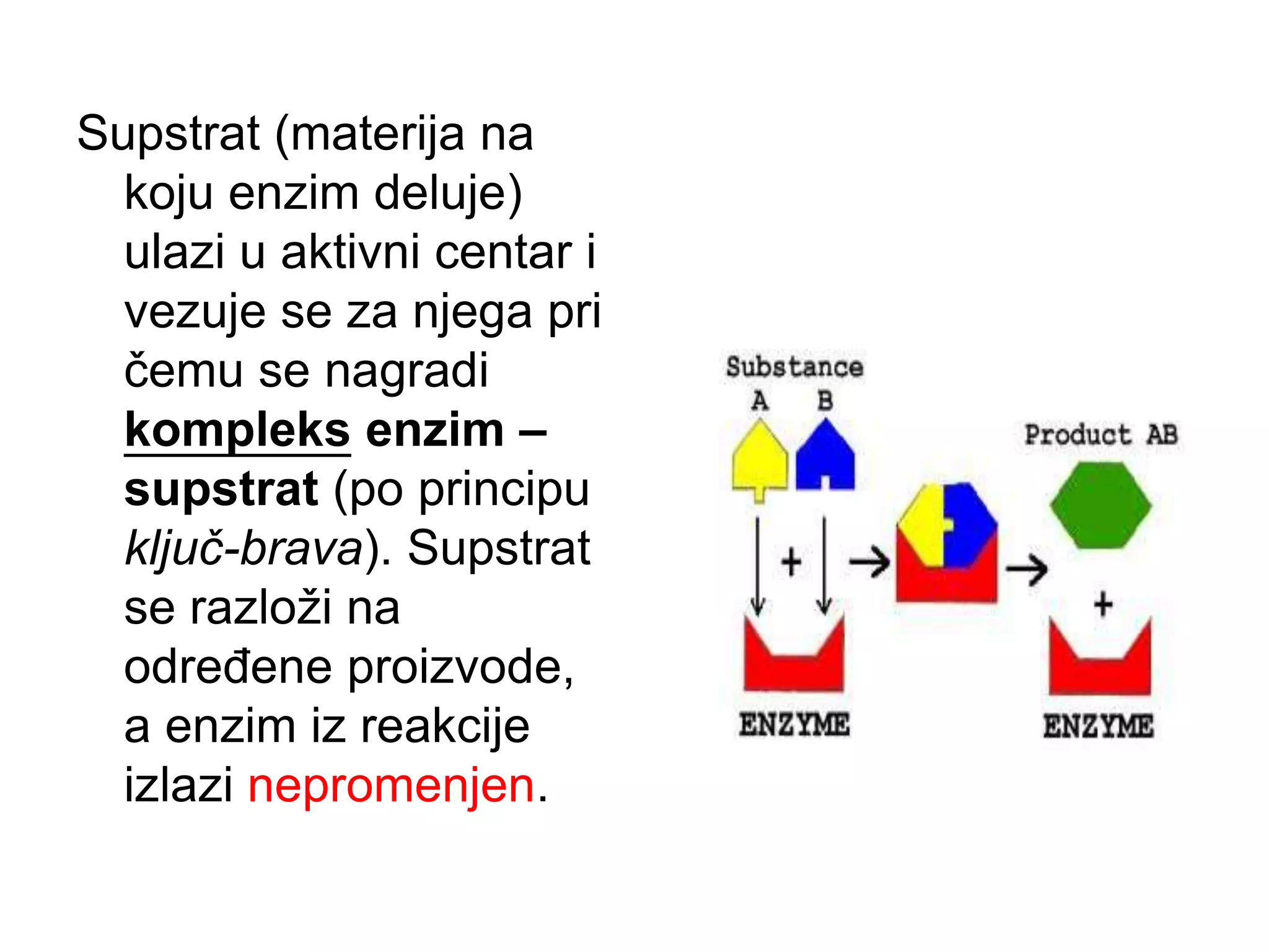 PROTEINI.ppt