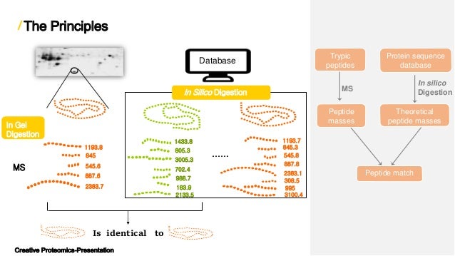 Protein identification - peptide mass fingerprinting