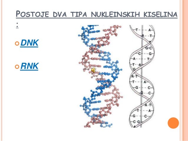 Proteini i nukleinske kiseline