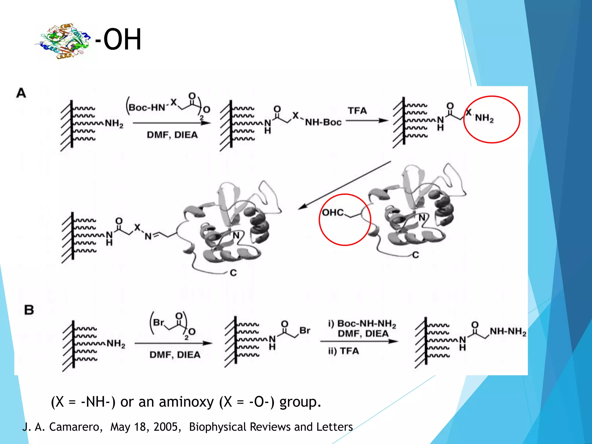 Protein Immobilization.pptx