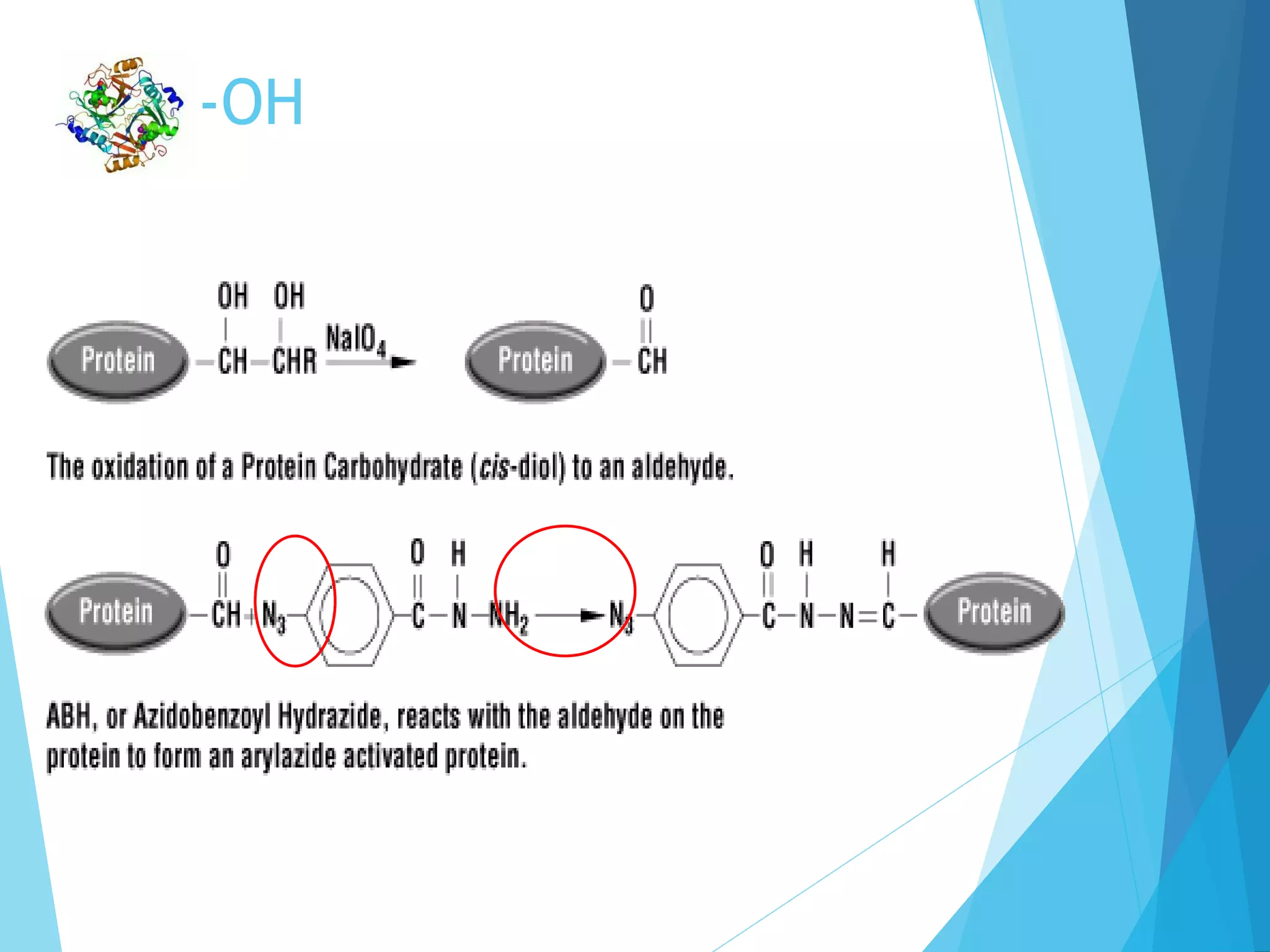Protein Immobilization.pptx
