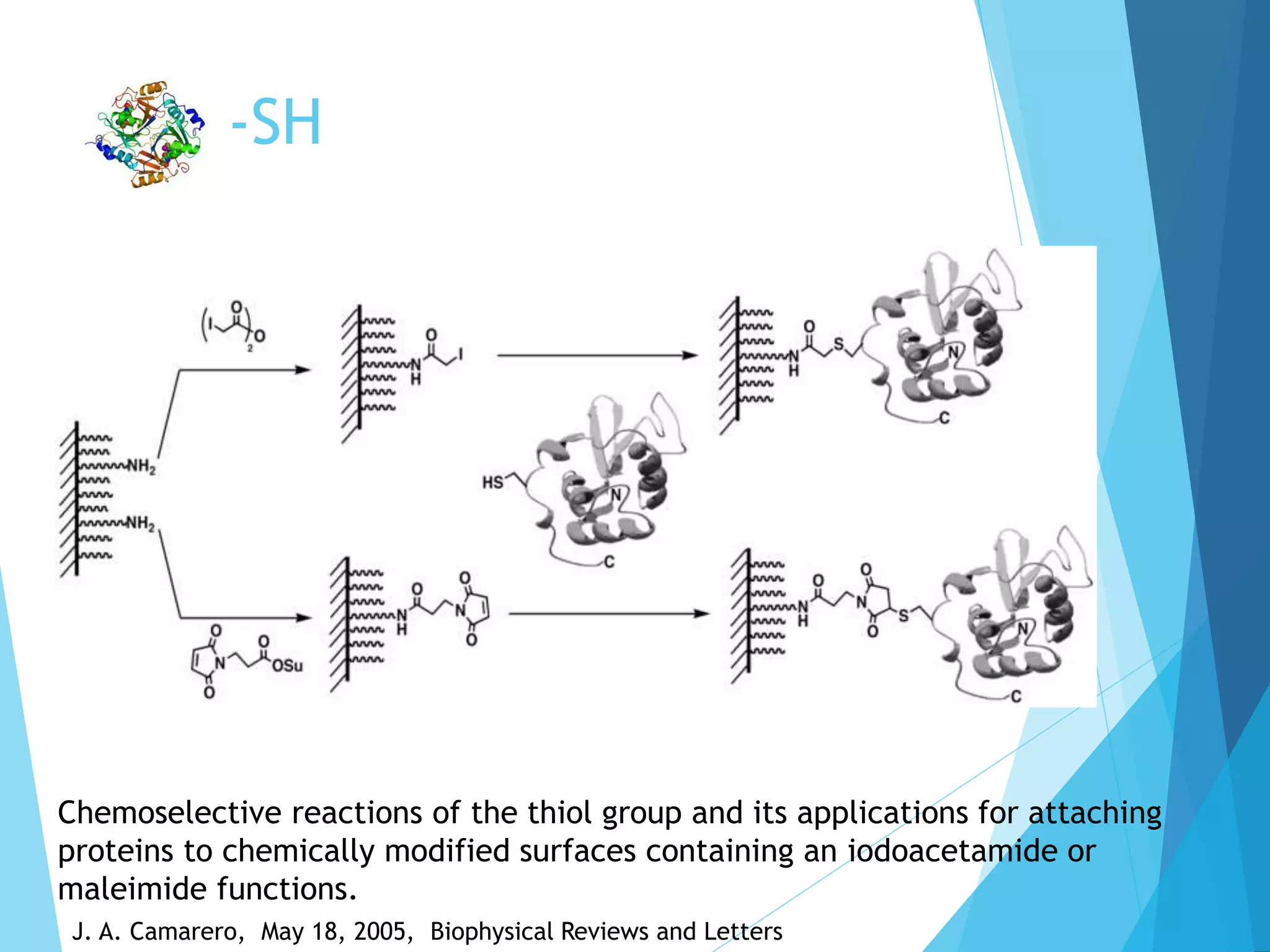 Protein Immobilization.pptx