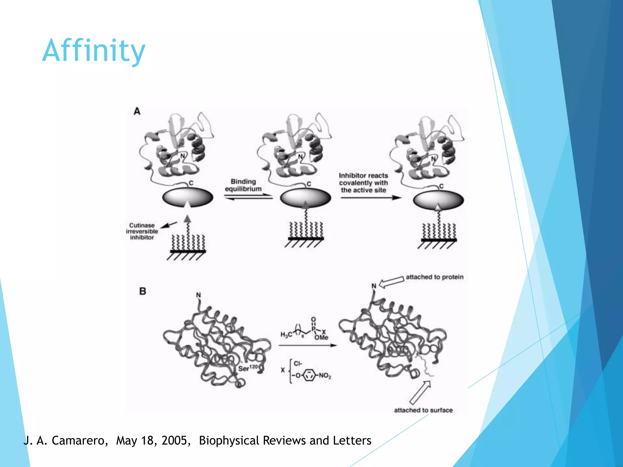 Protein Immobilization.pptx