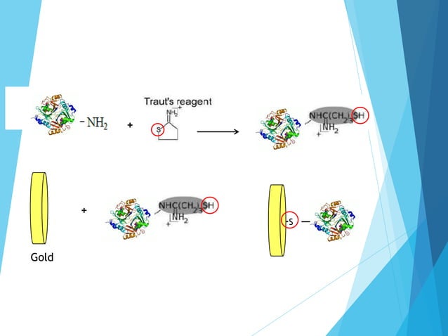 Protein Immobilization.pptx