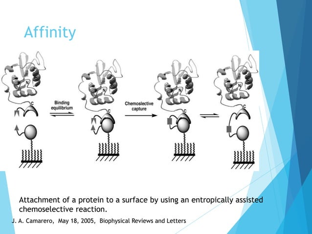 Protein Immobilization.pptx